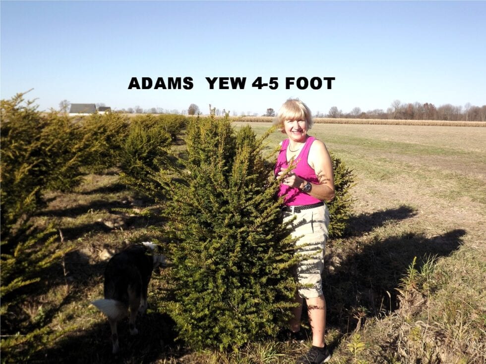 Wholesale | Jackson's Nursery, Inc.